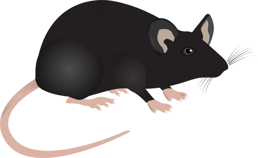 Mice Protection | Arkin Pest Control